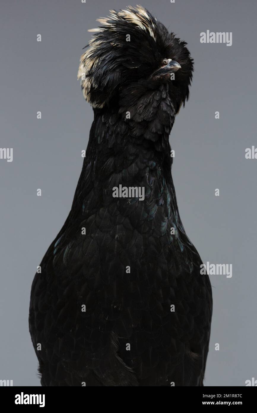 White crested black polish chicken hi-res stock photography and images ...