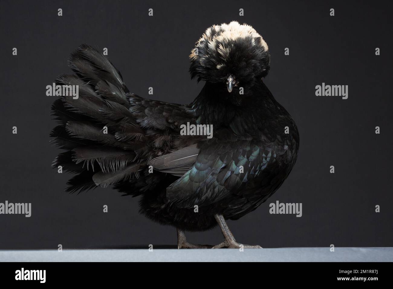Polish chicken hi-res stock photography and images - Alamy
