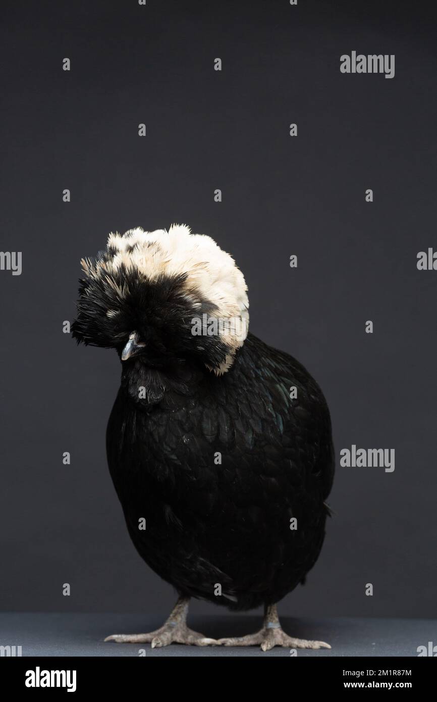 White crested black polish chicken hi-res stock photography and images ...