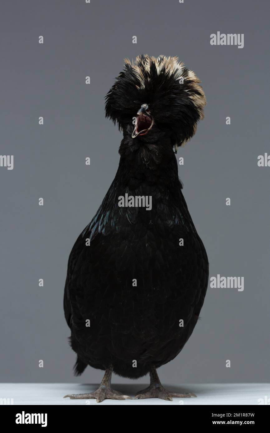 A Black Polish Chicken against a dark background Stock Photo - Alamy