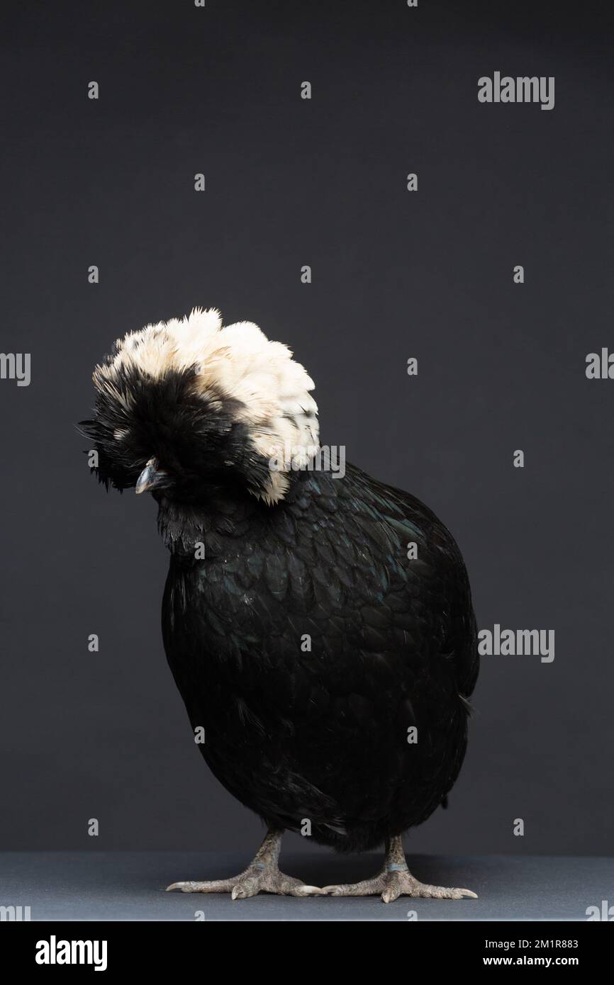 White crested black polish chicken hi-res stock photography and images ...