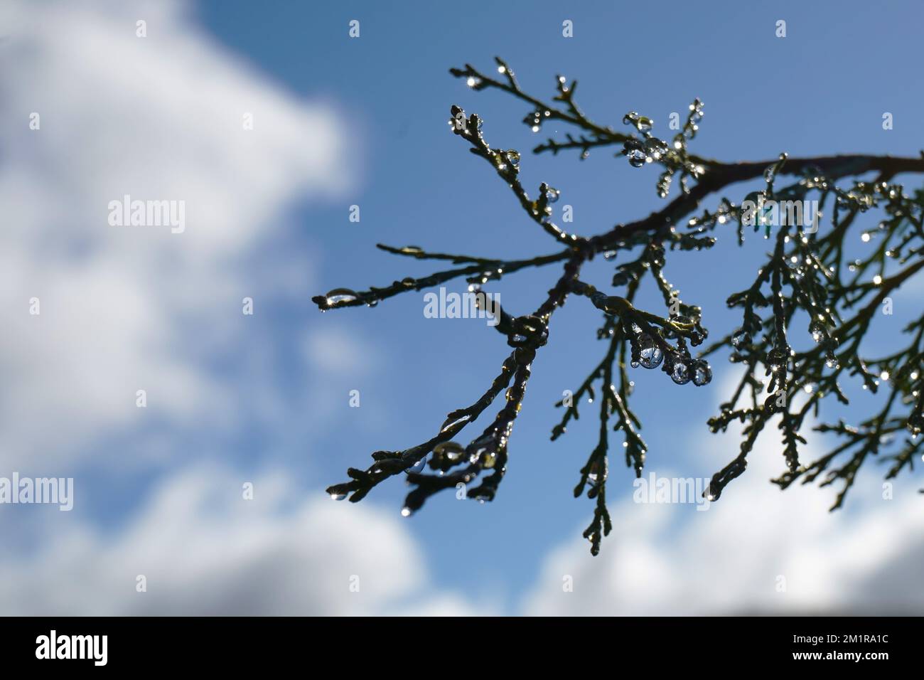 Conifer branch in front of blue and white sky Stock Photo - Alamy