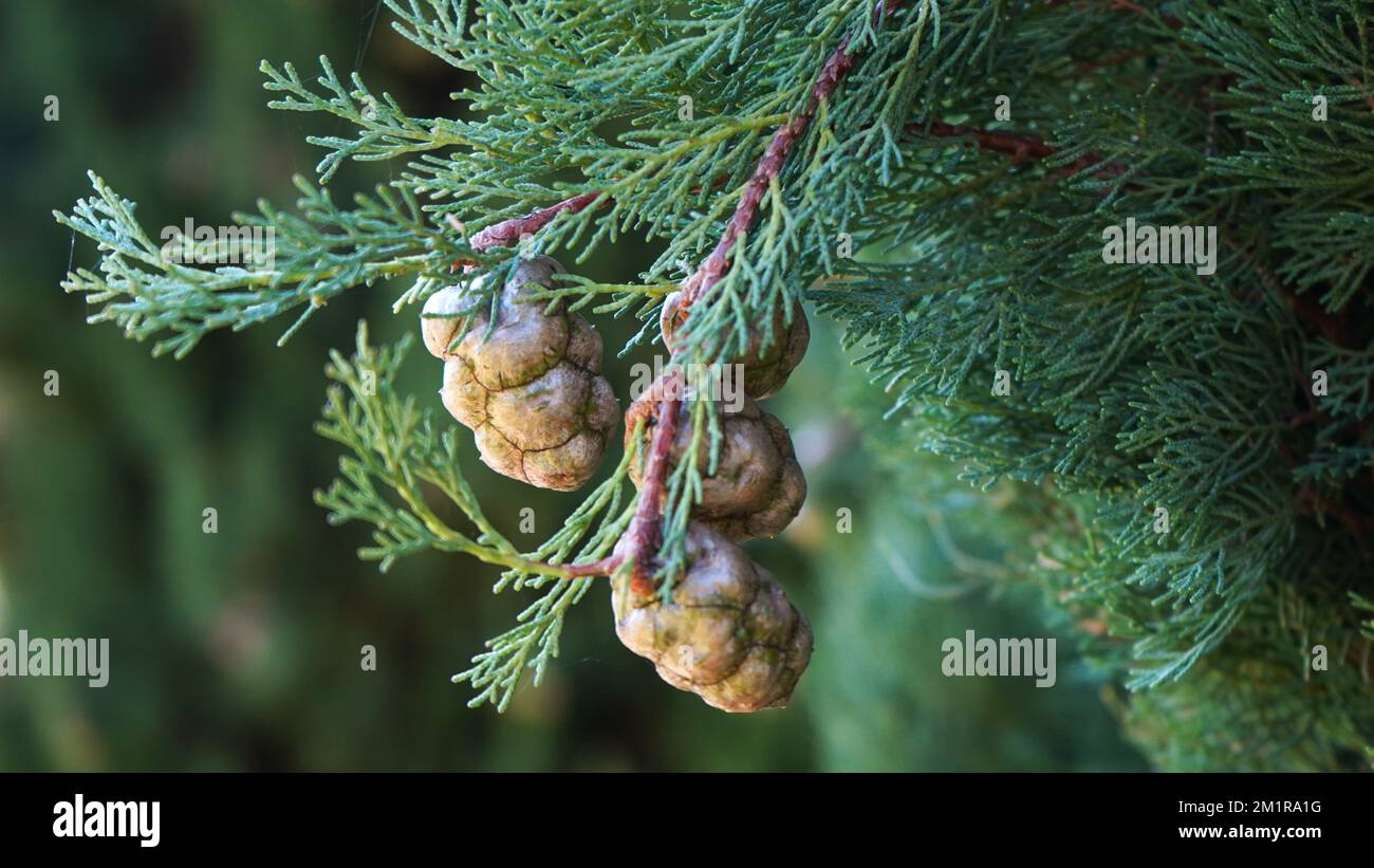 Cypress tree cone hanging from a branch Stock Photo - Alamy