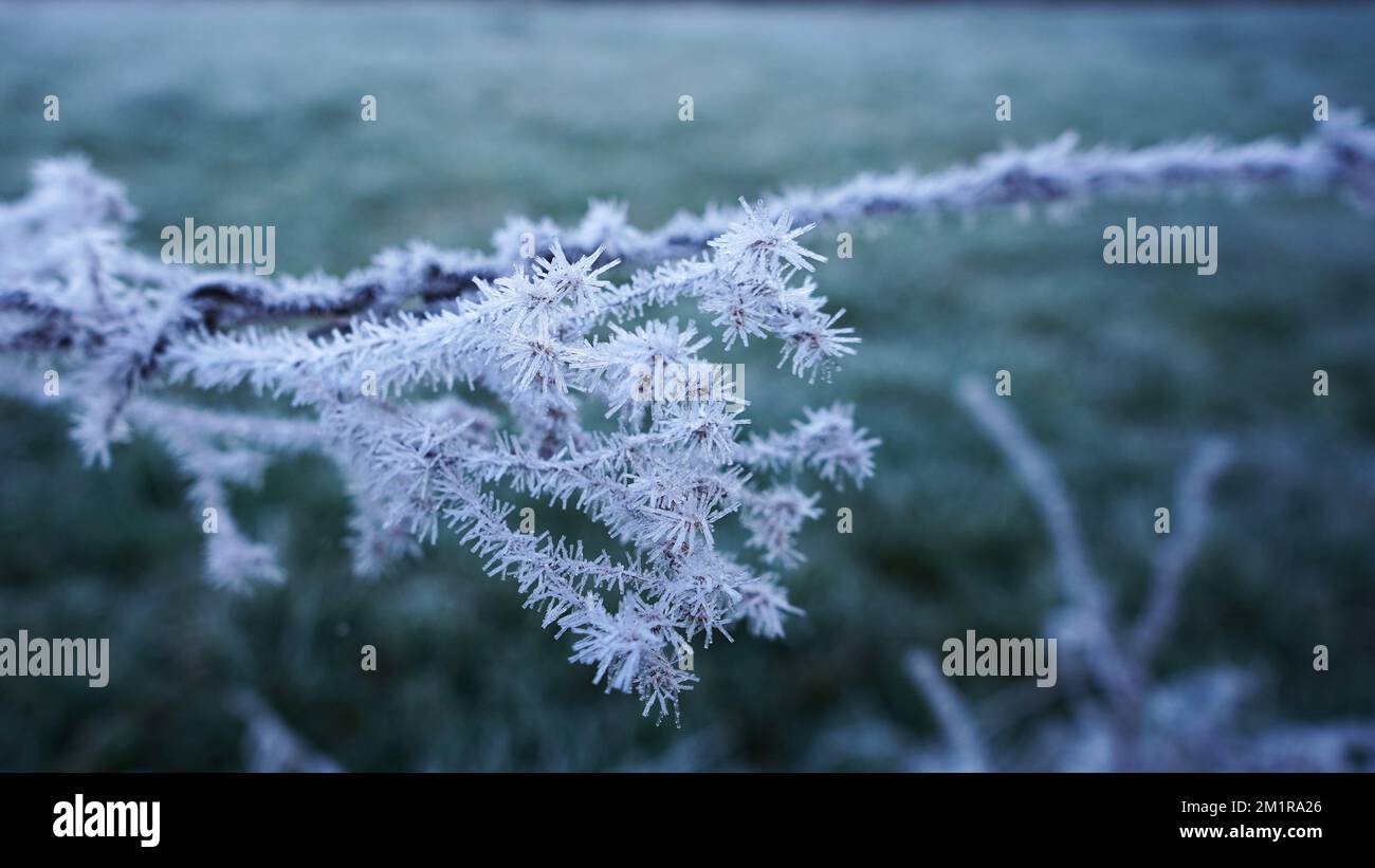 Pretty plant covered in frost crystals Stock Photo - Alamy