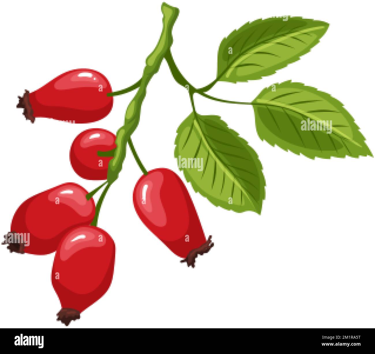 rosehip plant cartoon vector illustration Stock Vector Image & Art - Alamy