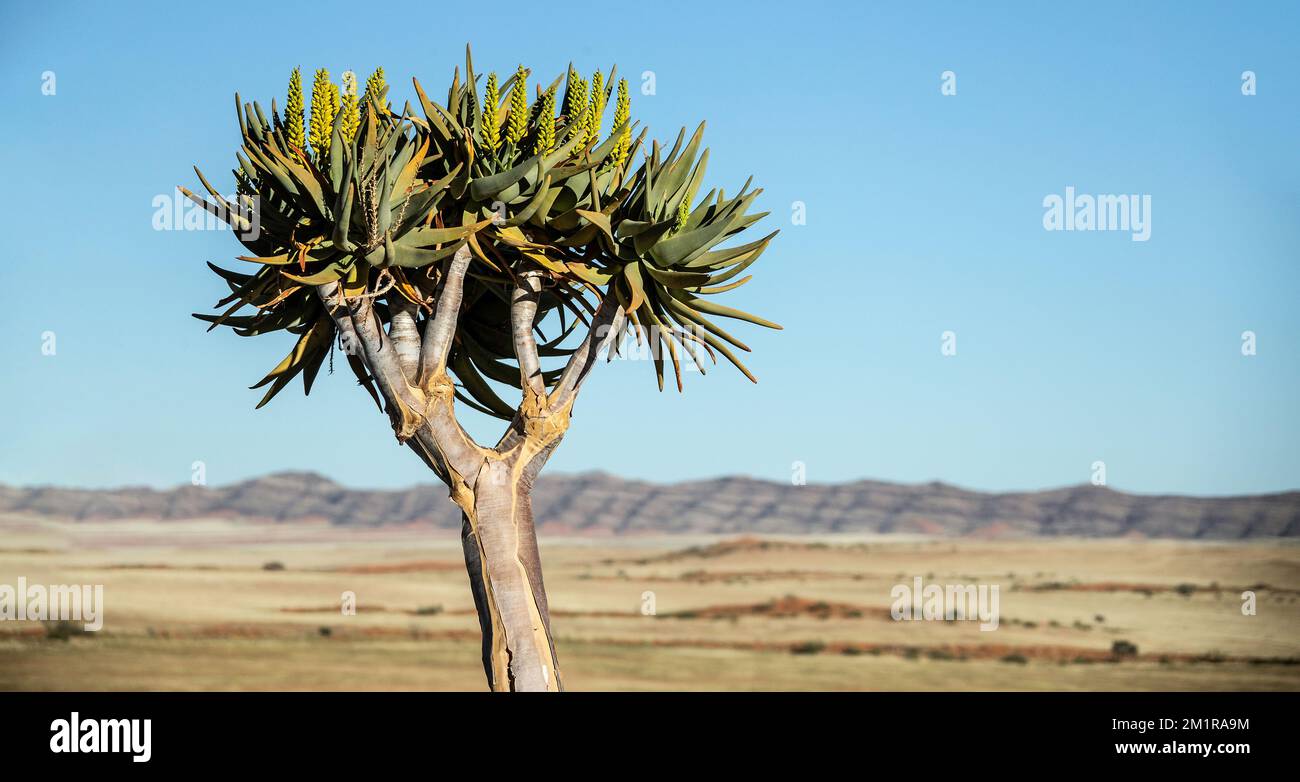 The quiver tree bursting into flower after the rains Stock Photo - Alamy