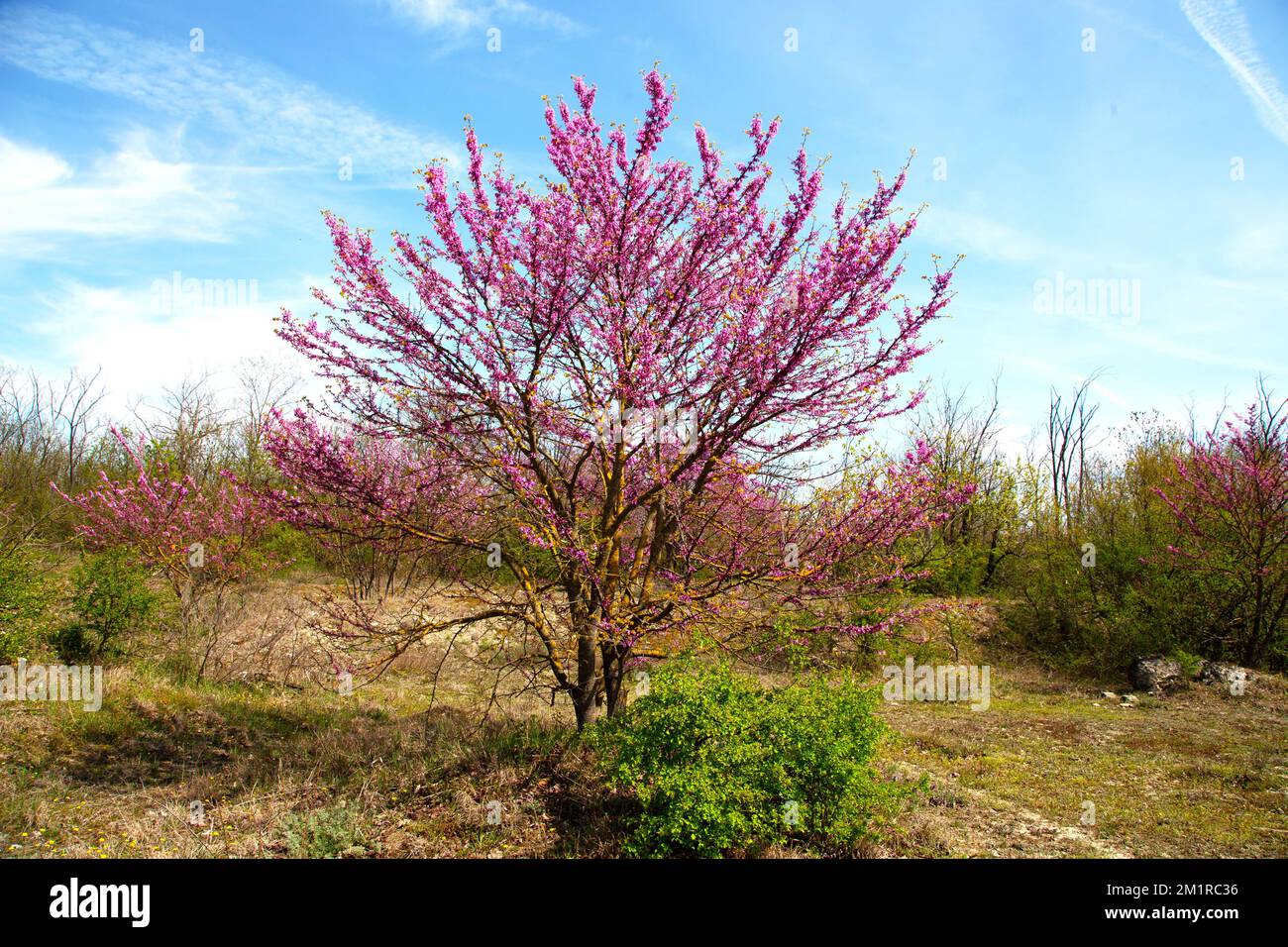 Judas tree foliage hi-res stock photography and images - Alamy
