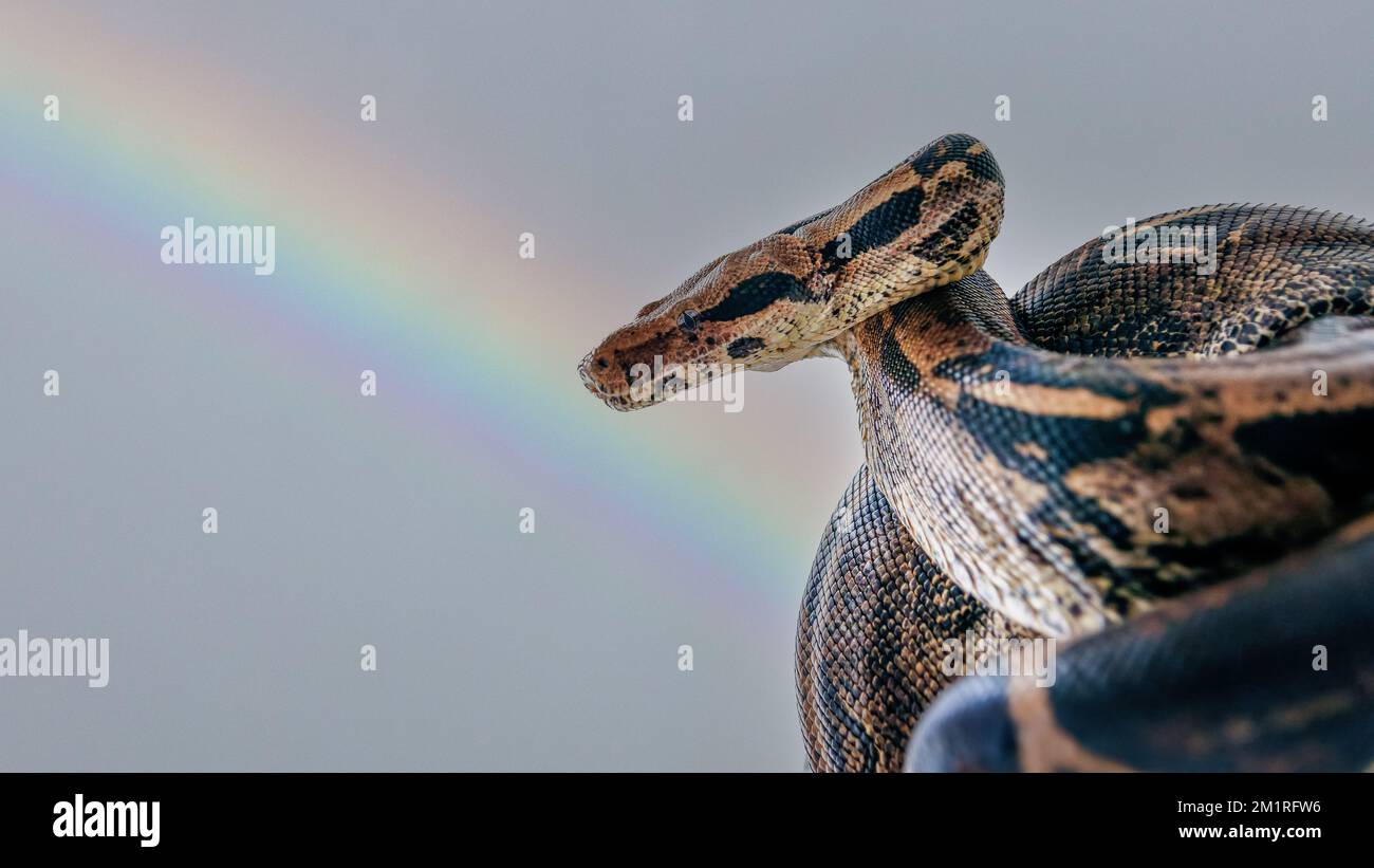 The close-up view of a Boa constrictor before a gray background with a ...