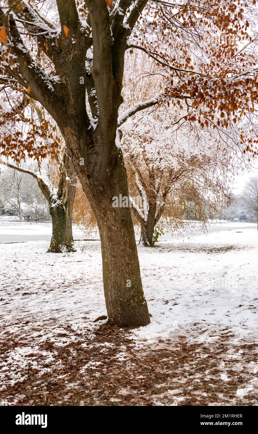 Verulamium Park St. Albans showing beautiful snow covered trees ...