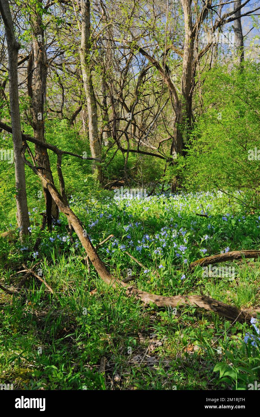 Virginia Bluebells (Virginia Bluebells) in Mill Race Park,Columbus ...