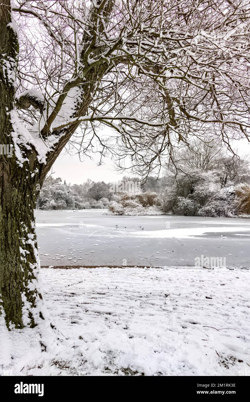 Verulamium Park St. Albans showing the frozen lake and beautiful snow ...