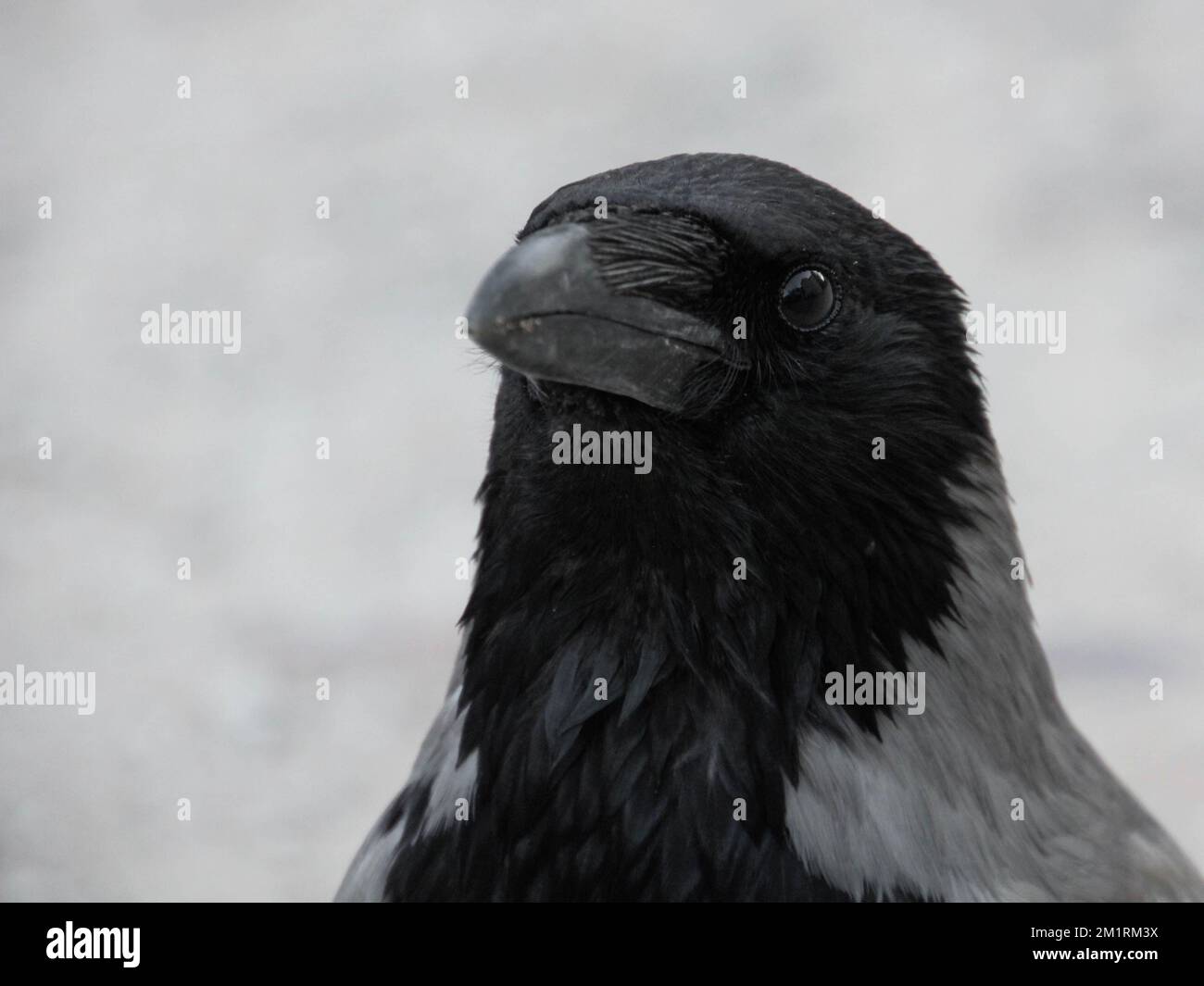 Hooded crow close up portrait. Corvus cornix Stock Photo - Alamy