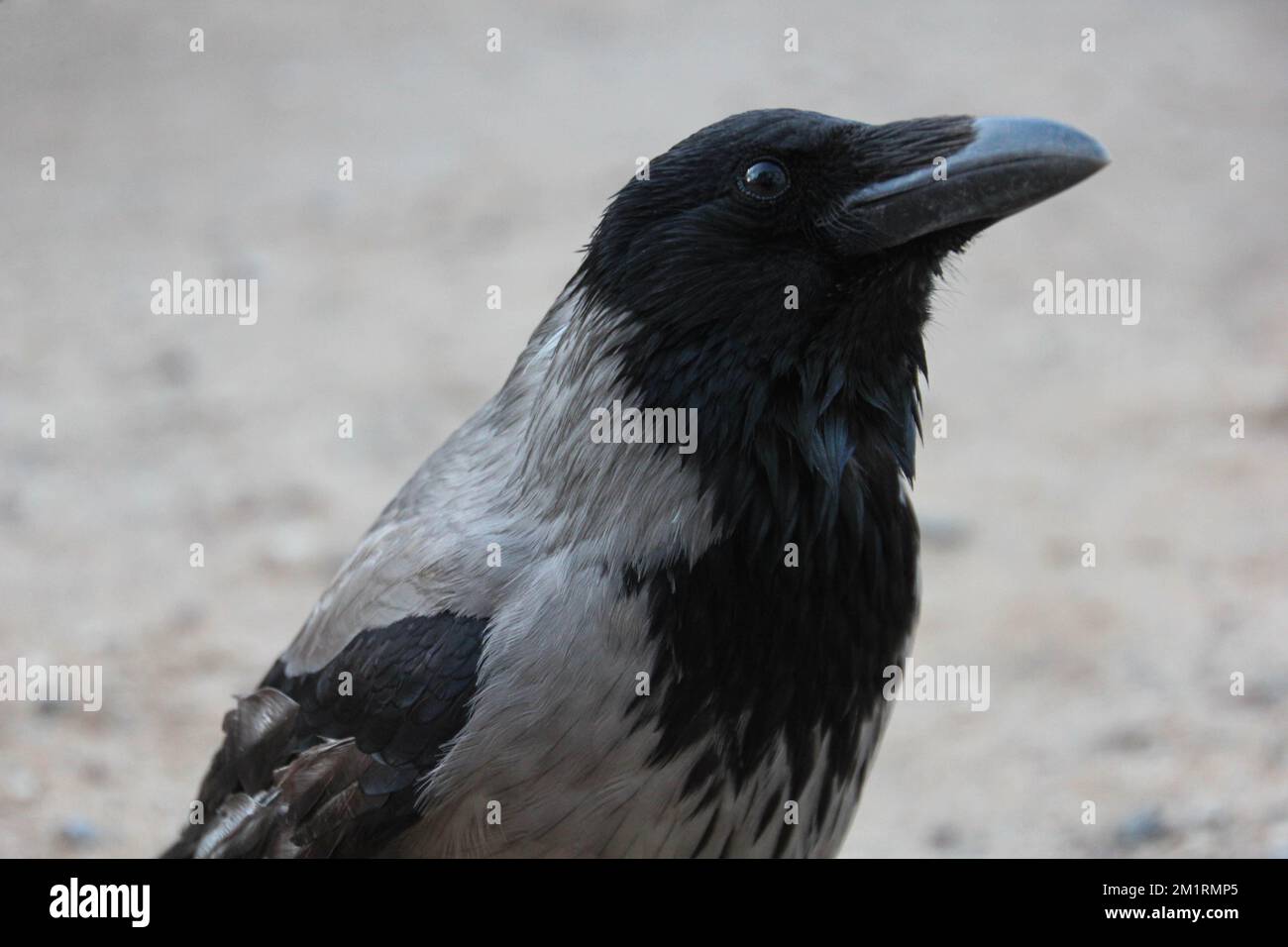 Hooded crow close up portrait. Corvus cornix Stock Photo - Alamy