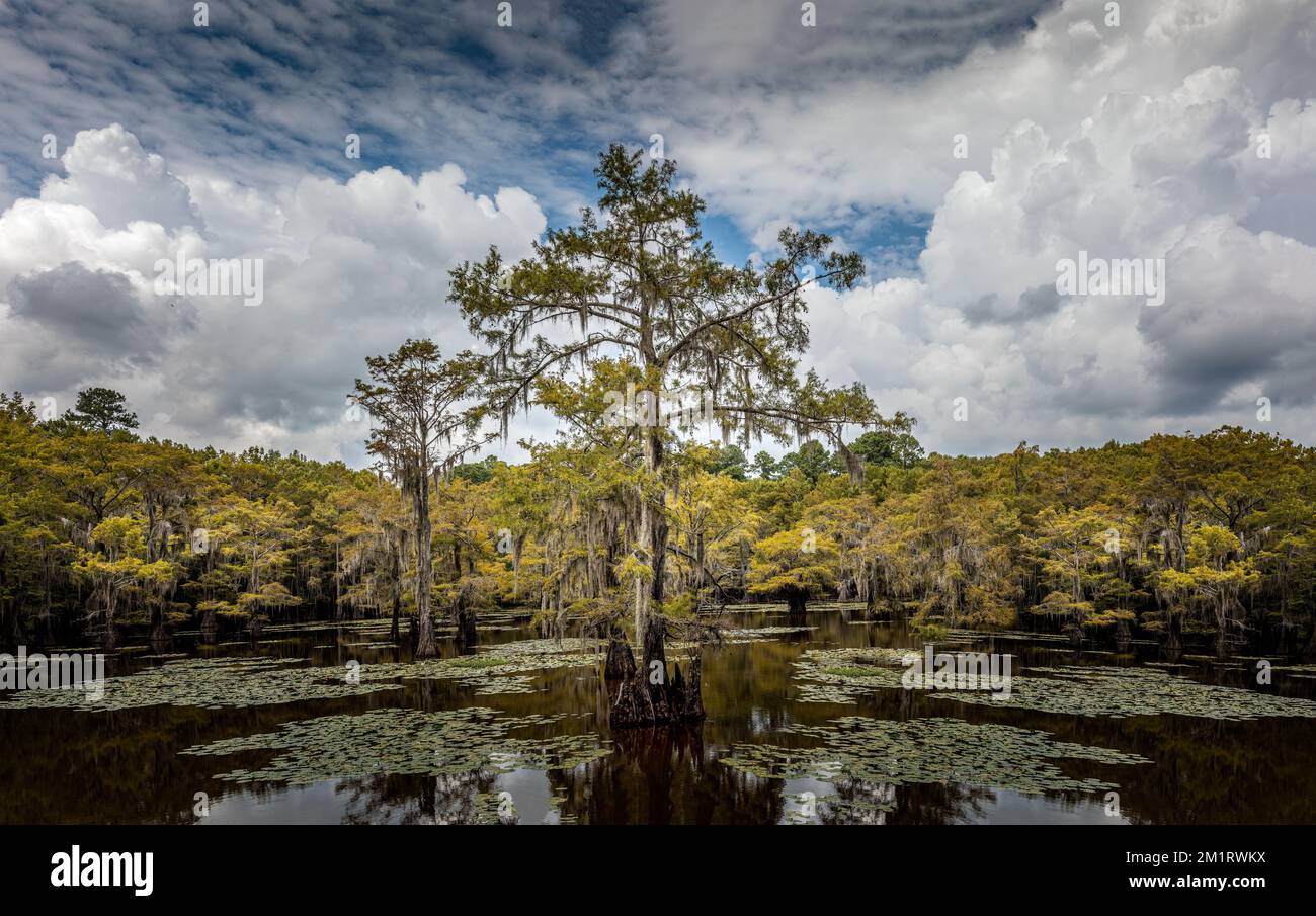 The magical landscape of the Caddo Lake, Texas Stock Photo - Alamy