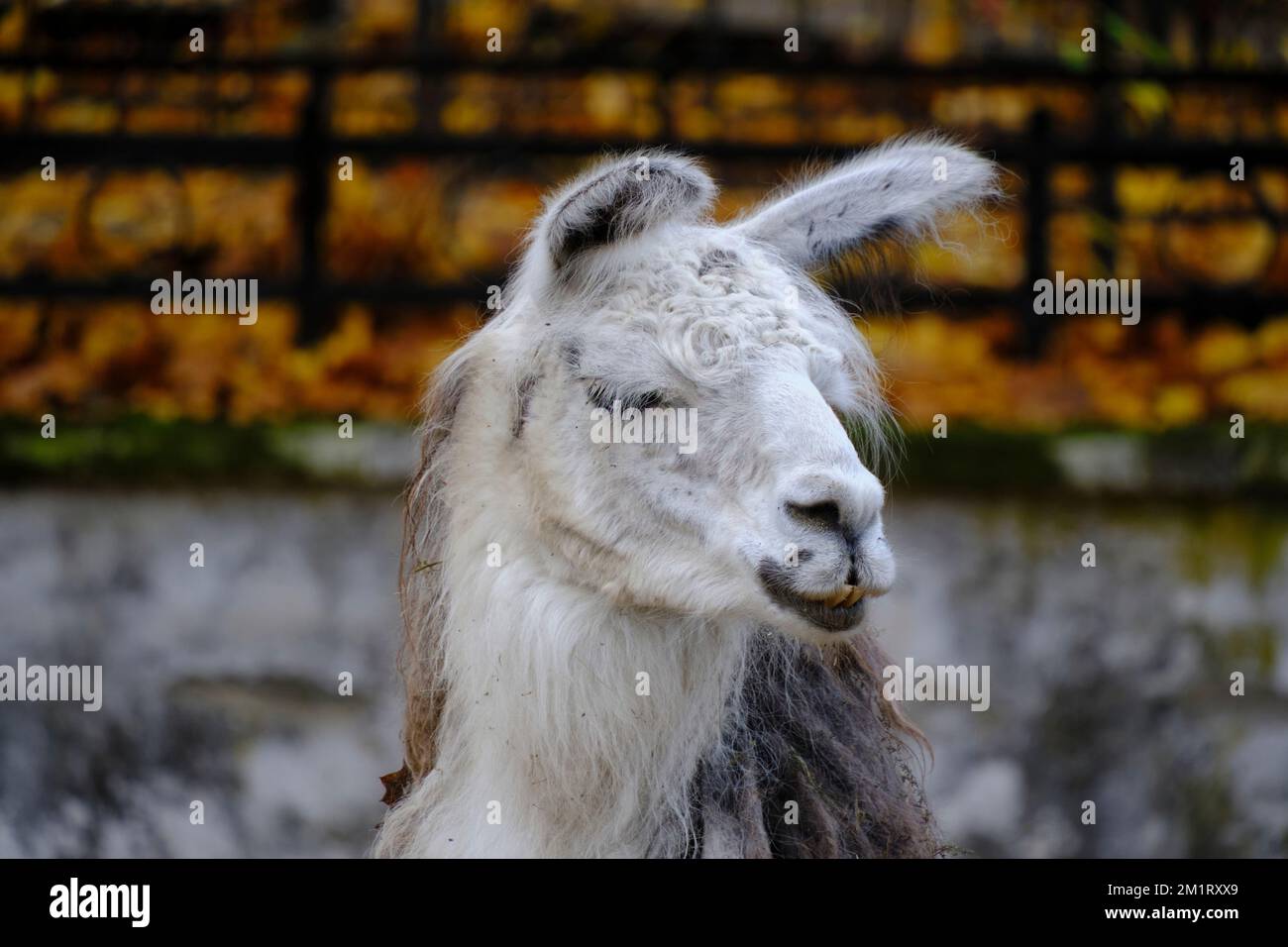 Portrait of an old lama with long ears Stock Photo - Alamy