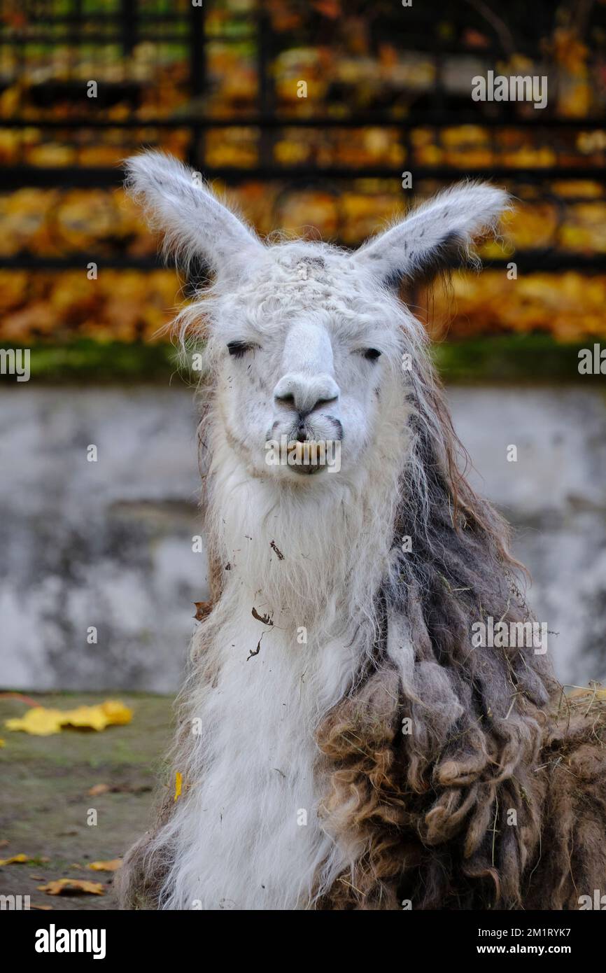 Long llama ears hi-res stock photography and images - Alamy
