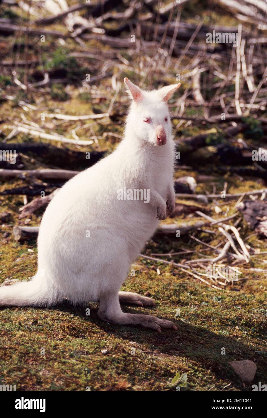 Notamacropus - grey wallaby - albino Stock Photo - Alamy