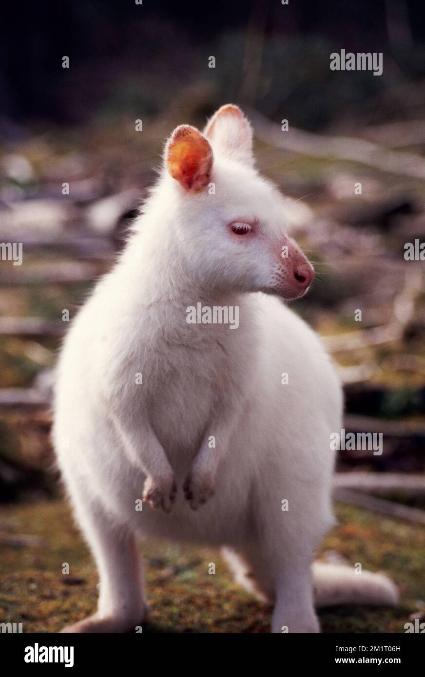 Notamacropus - grey wallaby - albino Stock Photo - Alamy