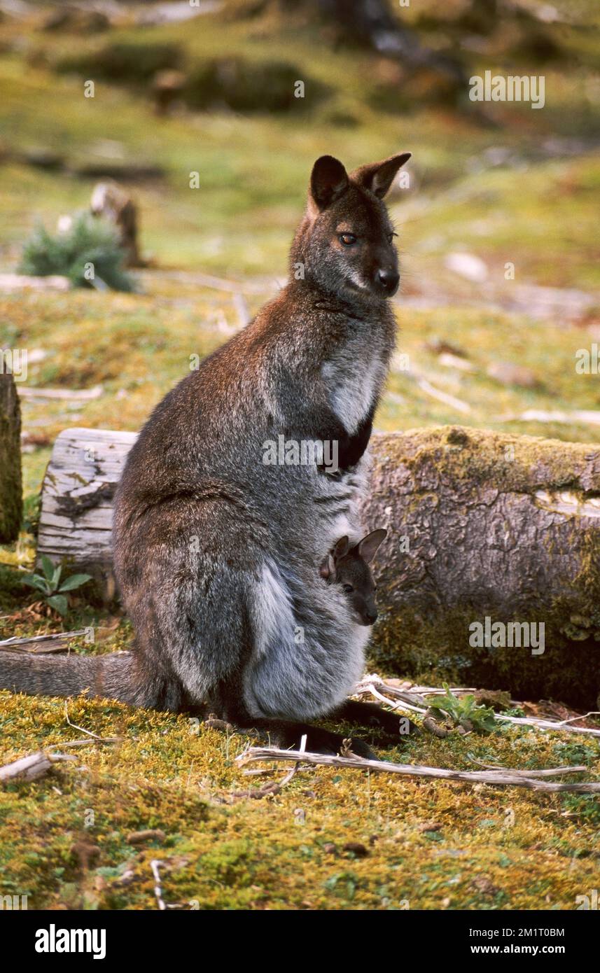 Notamacropus - grey wallaby with joey in the pouch Stock Photo - Alamy
