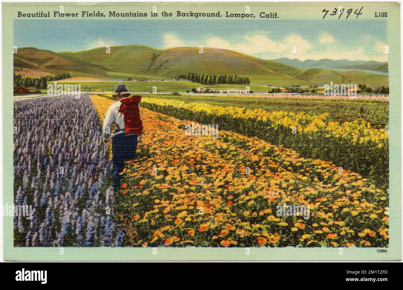 Beautiful flower fields, mountains in the background, Lompoc, Calif ...