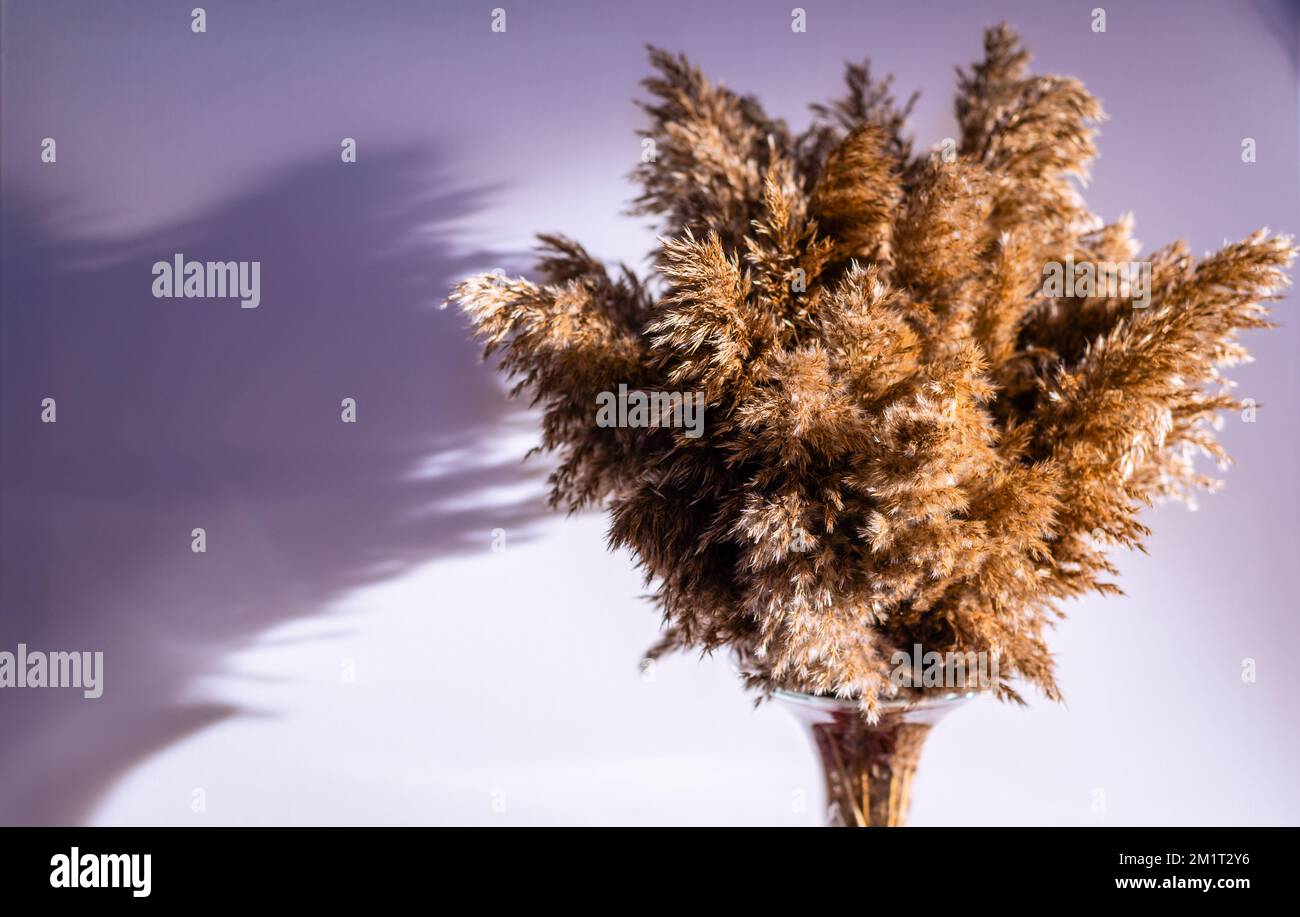 Phragmites australis pretty dried up common reed autumn pampas soft ...