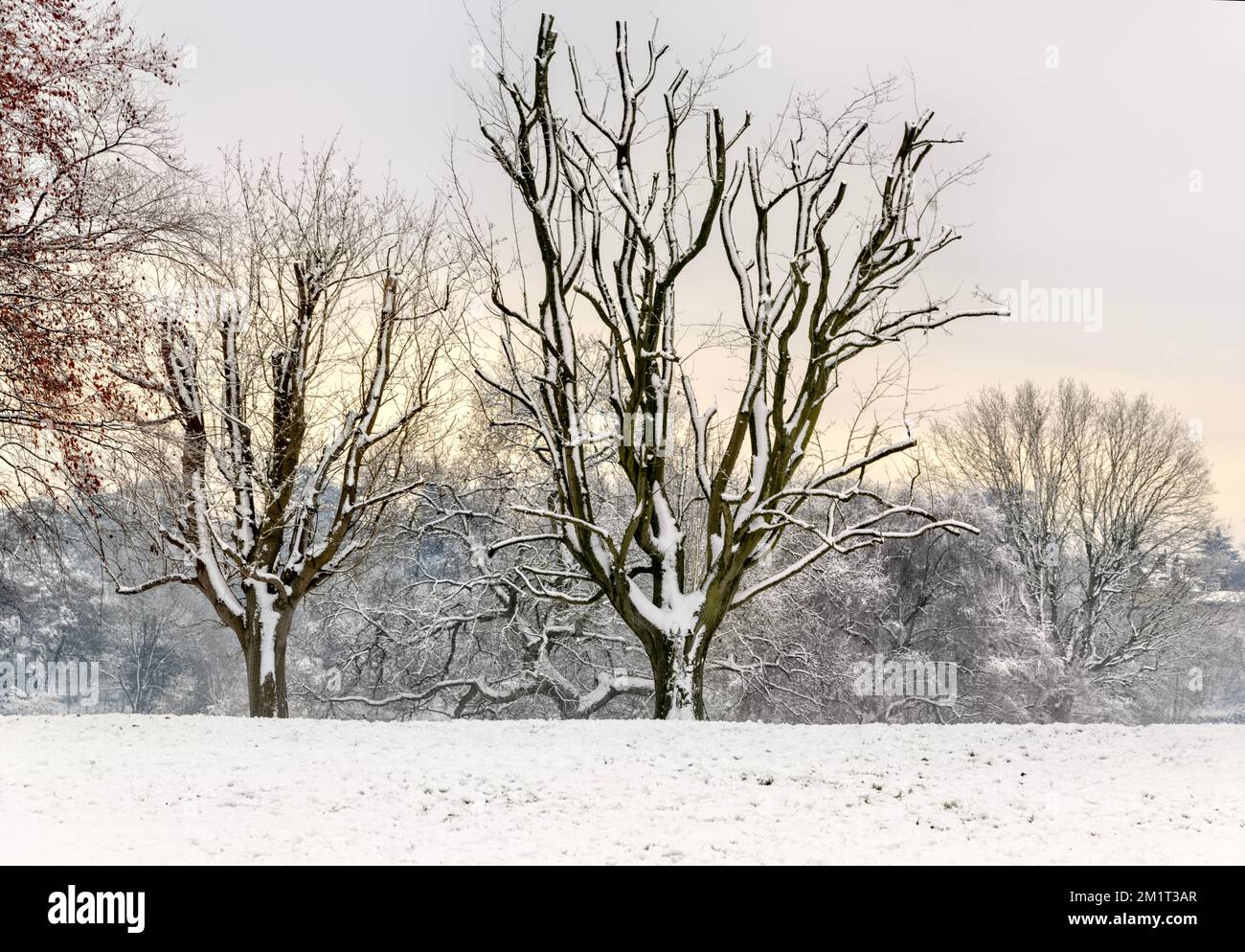 Beautiful treescape hi-res stock photography and images - Alamy