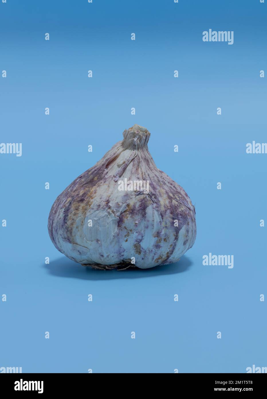 A closeup shot of a single garlic and its shadow against the blue ...