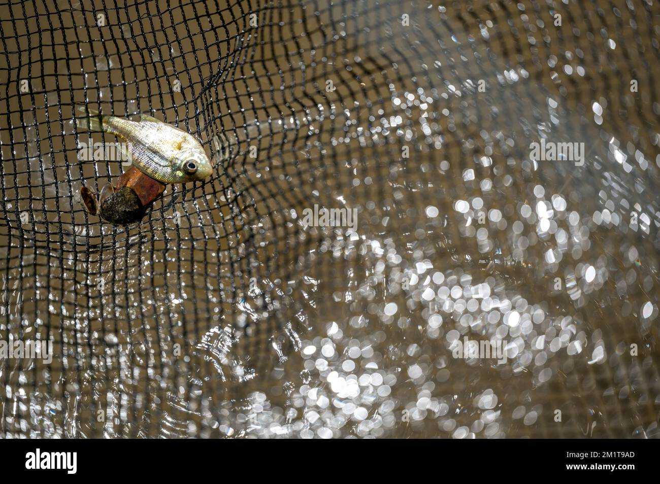 Netting fish caught hi-res stock photography and images - Alamy