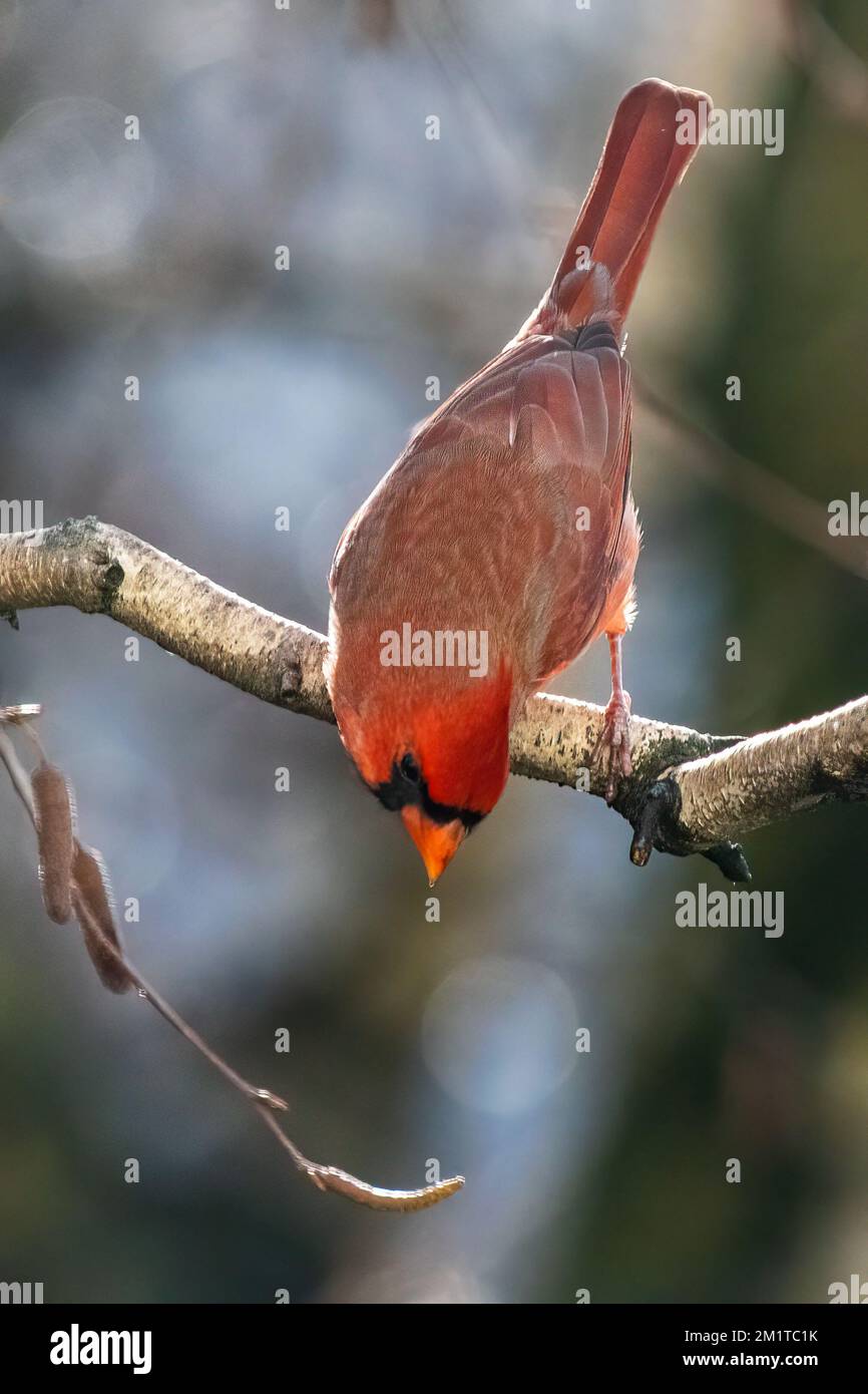 Male northern cardinal Stock Photo - Alamy