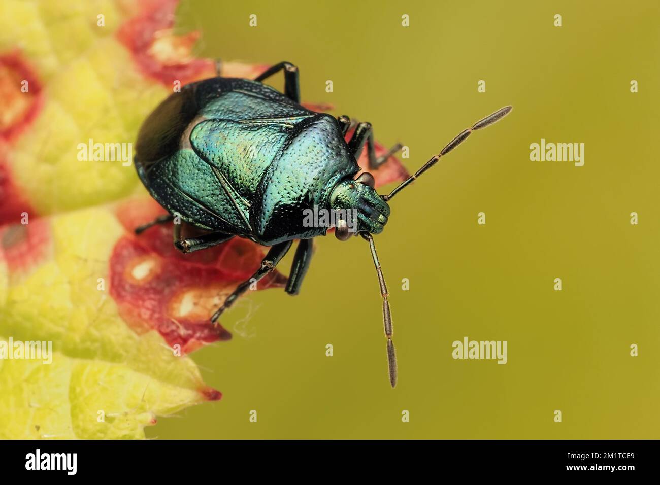 Zicrona caerulea hi-res stock photography and images - Alamy