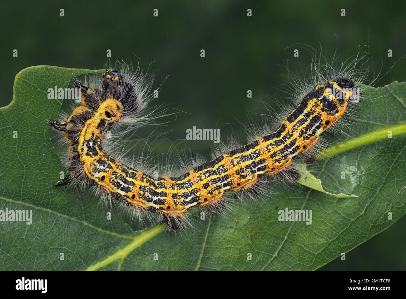 Buff-tip moth caterpillar (Phalera bucephala) feeding on oak leaf ...