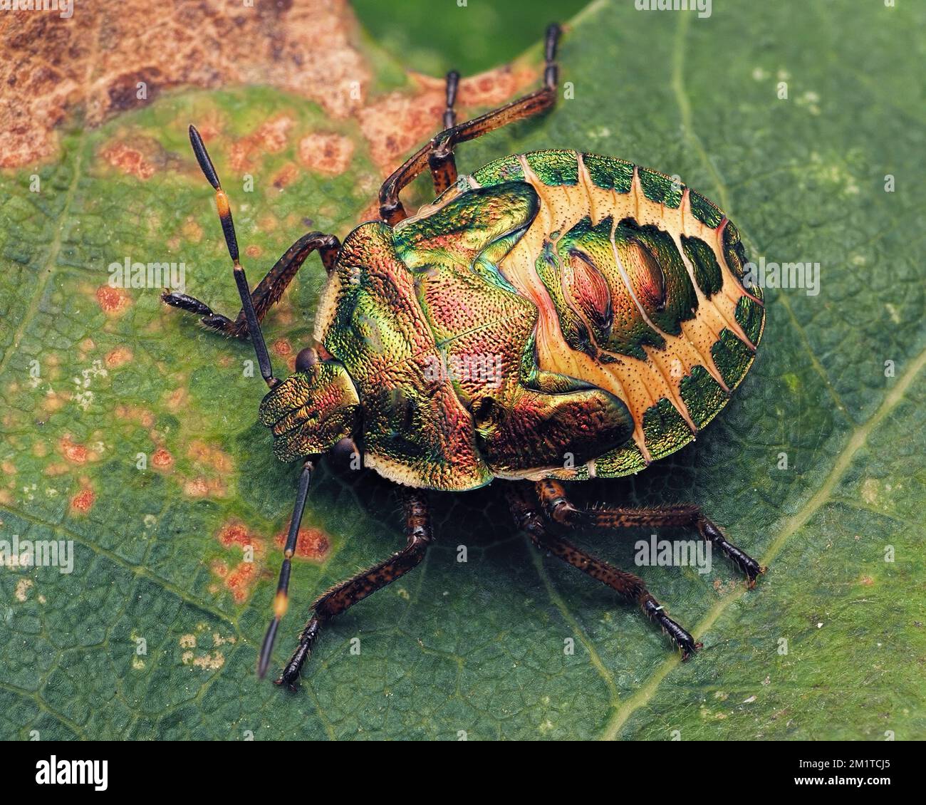 Dorsal view of bronze shieldbug hi-res stock photography and images - Alamy
