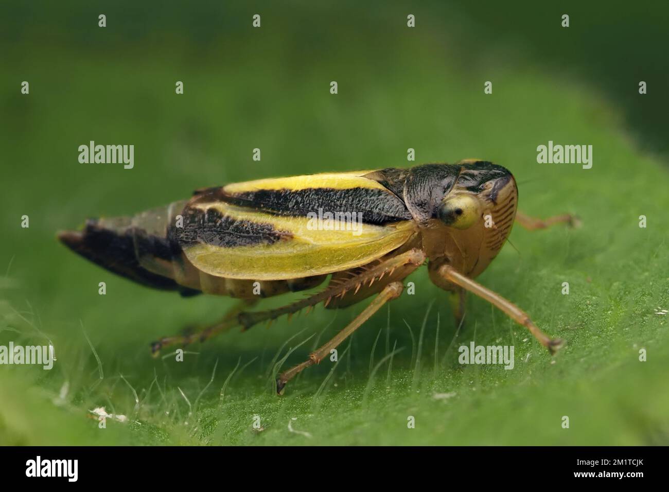 Evacanthus interruptus leafhopper resting on plant leaf. Tipperary ...