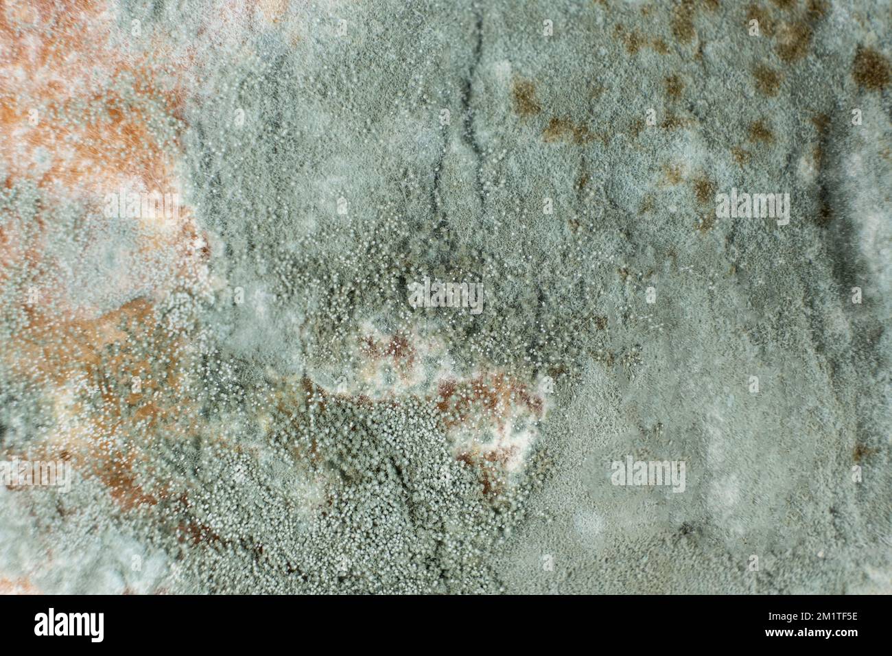 Mold on bread, macro, top view. The danger of mold, stale products ...