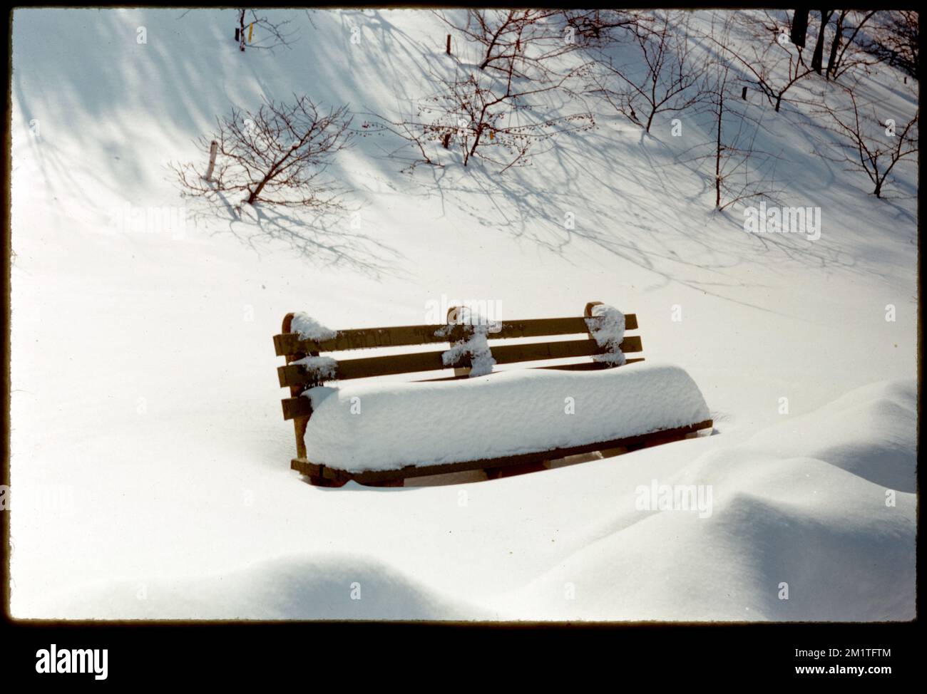 Bench in deep snow, Arnold Arboretum , Benches, Snow, Botanical gardens ...