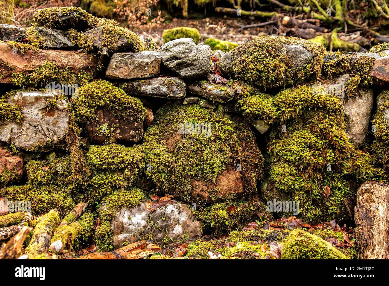 Mosses on stones hi-res stock photography and images - Alamy