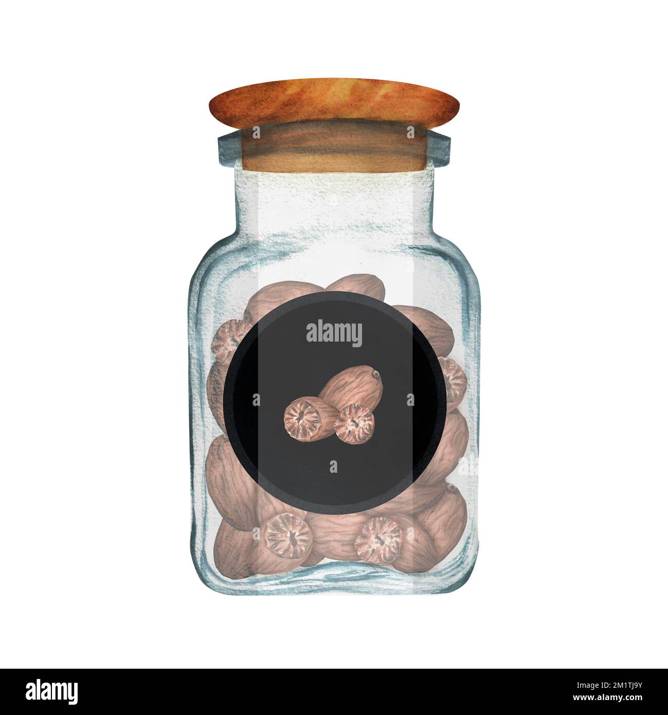 Hand-drawn watercolor glass jar with nutmeg spice. This is a part of ...