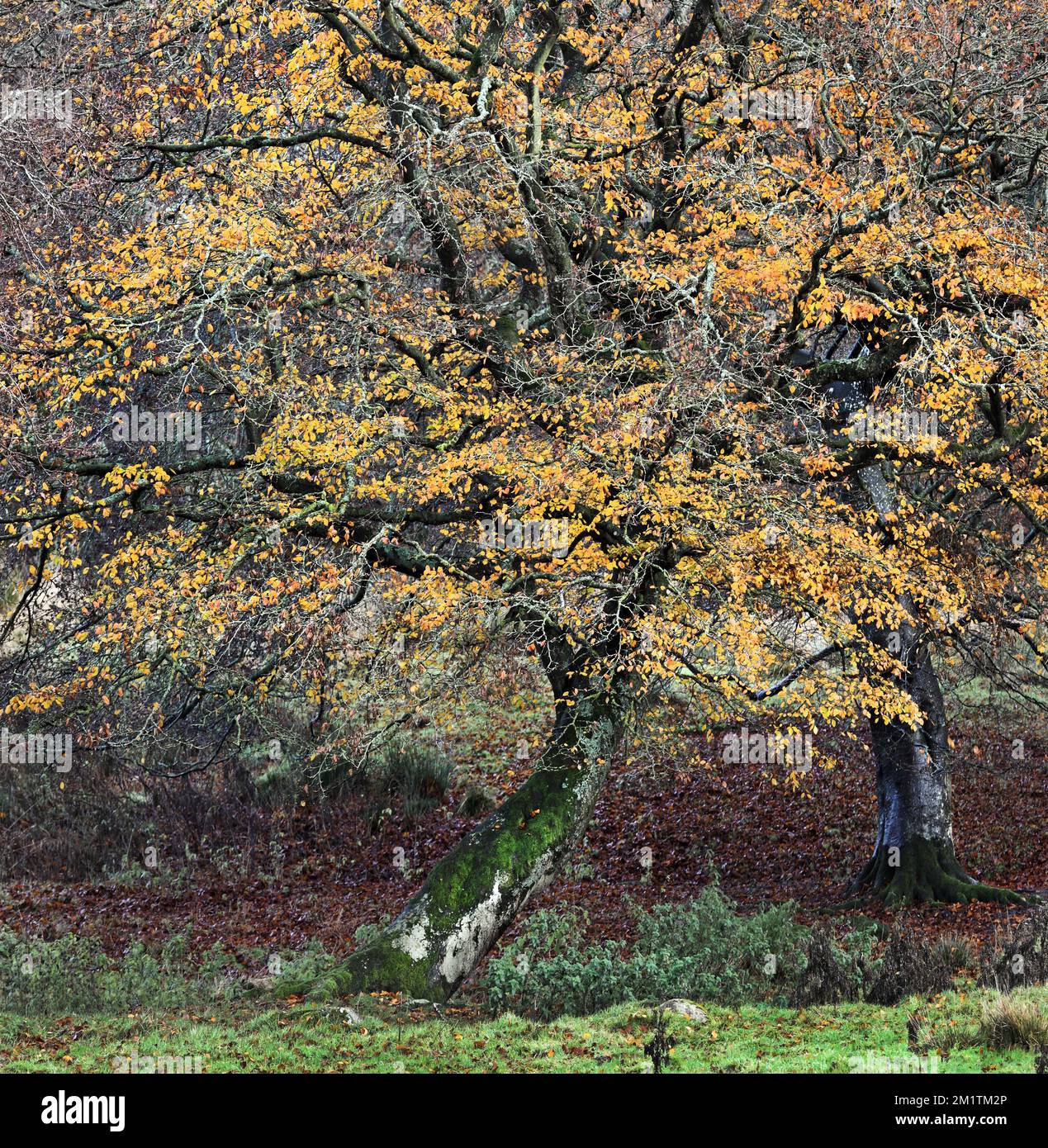 Silver Birch Tree (Betula pendula) in Autumn, North Pennies, Teesdale ...