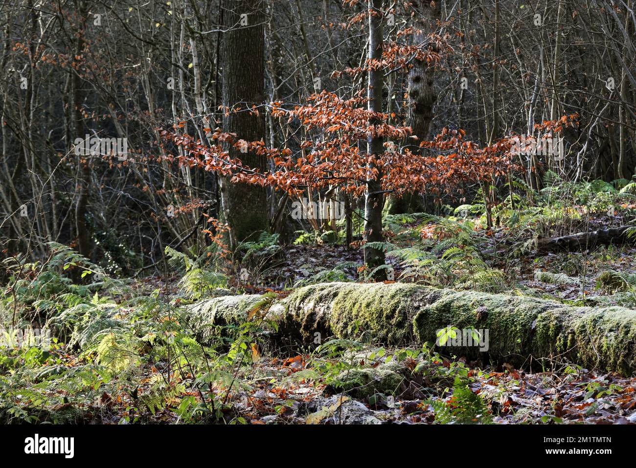Ancient Semi-natural Woodland Habitat with Mossy Frost Covered Fallen ...