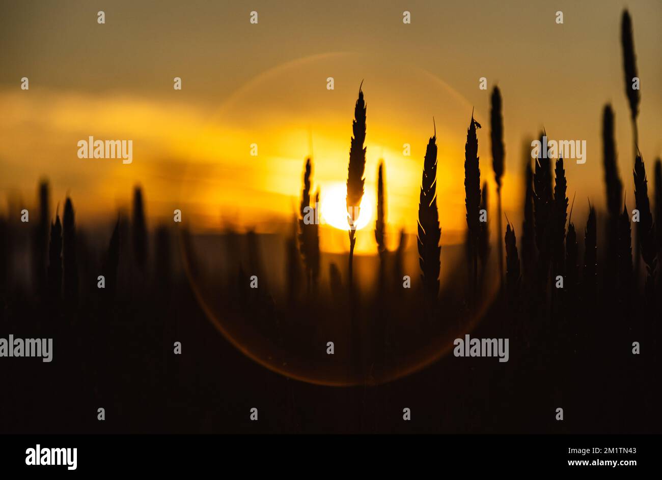 The concept of the world food crisis. Silhouettes of ears of wheat at ...