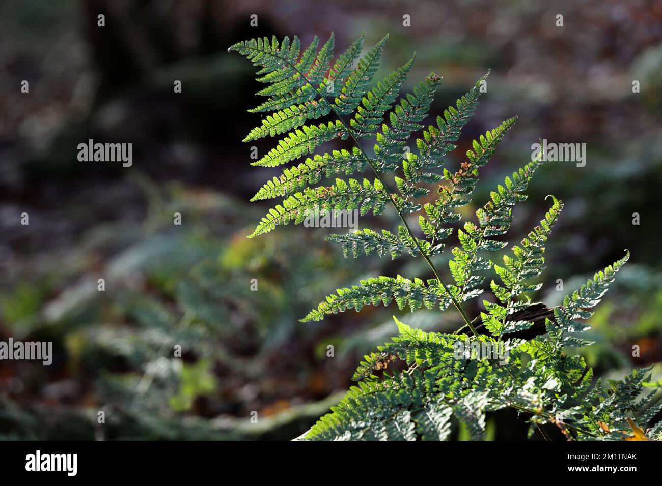 Backlit Fern in an Ancient Semi-natural Woodland Habitat, Teesdale ...