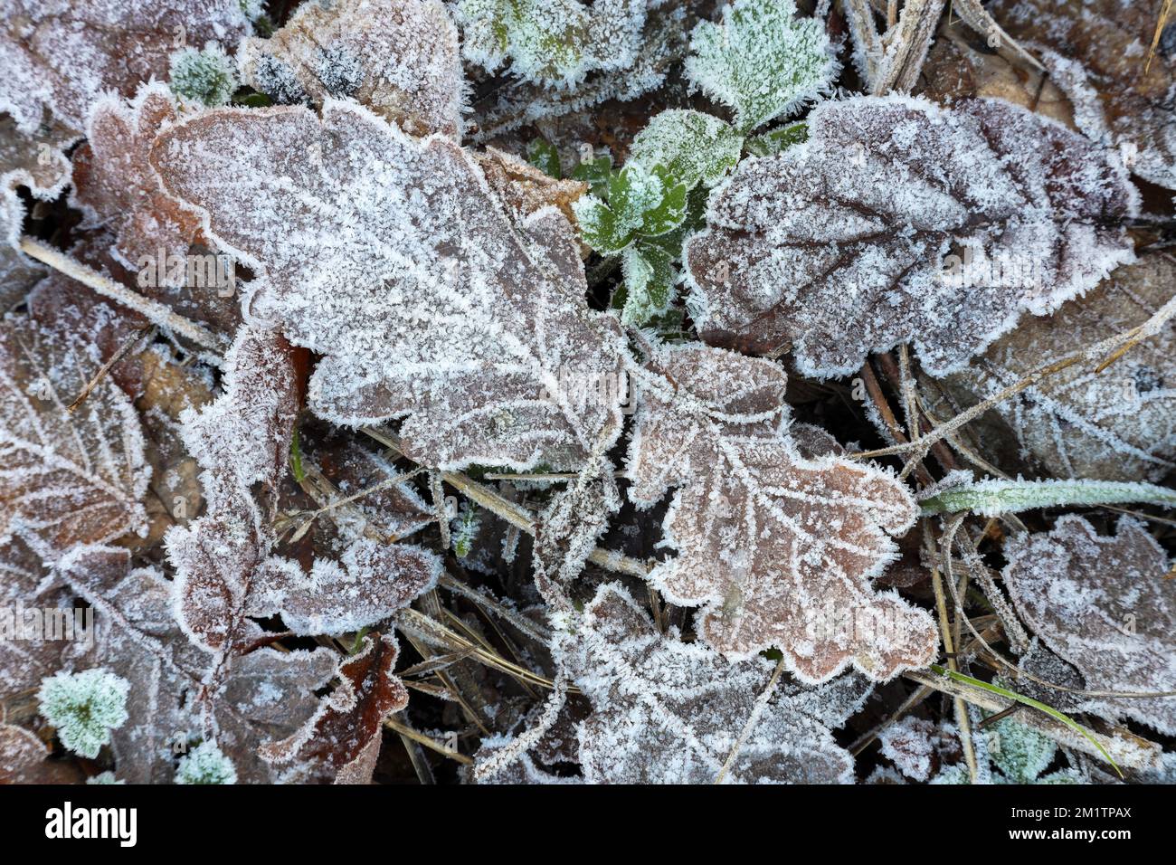 Hoar frost hi-res stock photography and images - Alamy