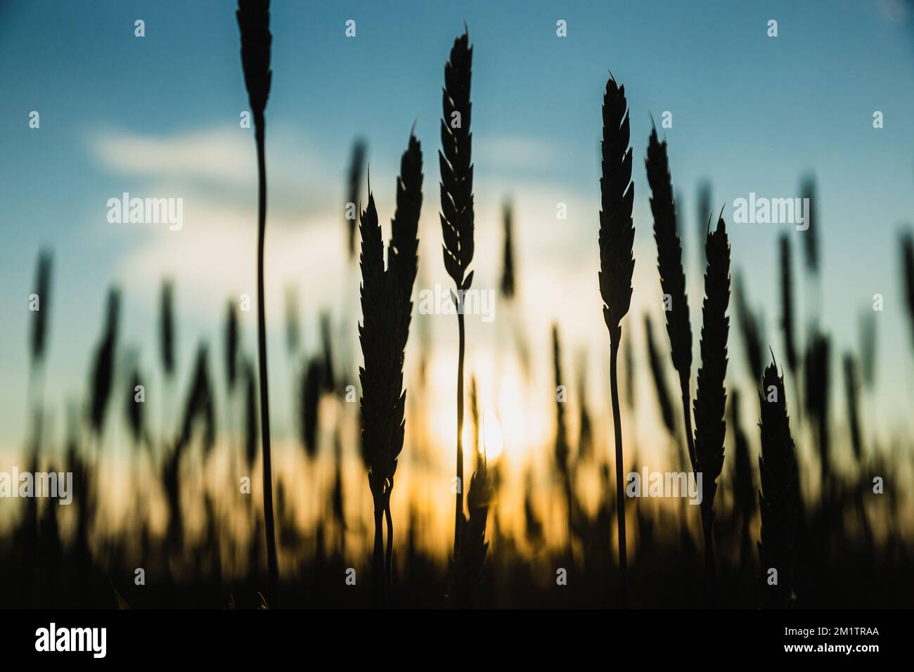 The concept of the world food crisis. Silhouettes of ears of wheat at ...