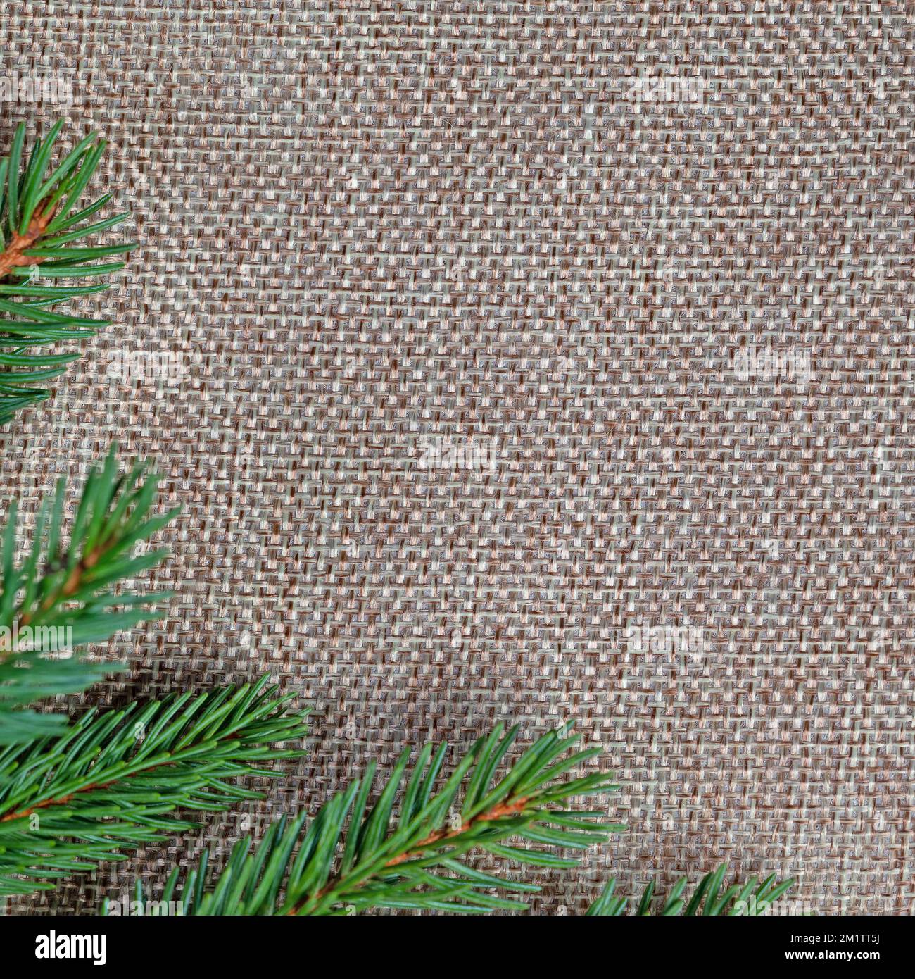 Spruce branch on jute fabric Stock Photo - Alamy