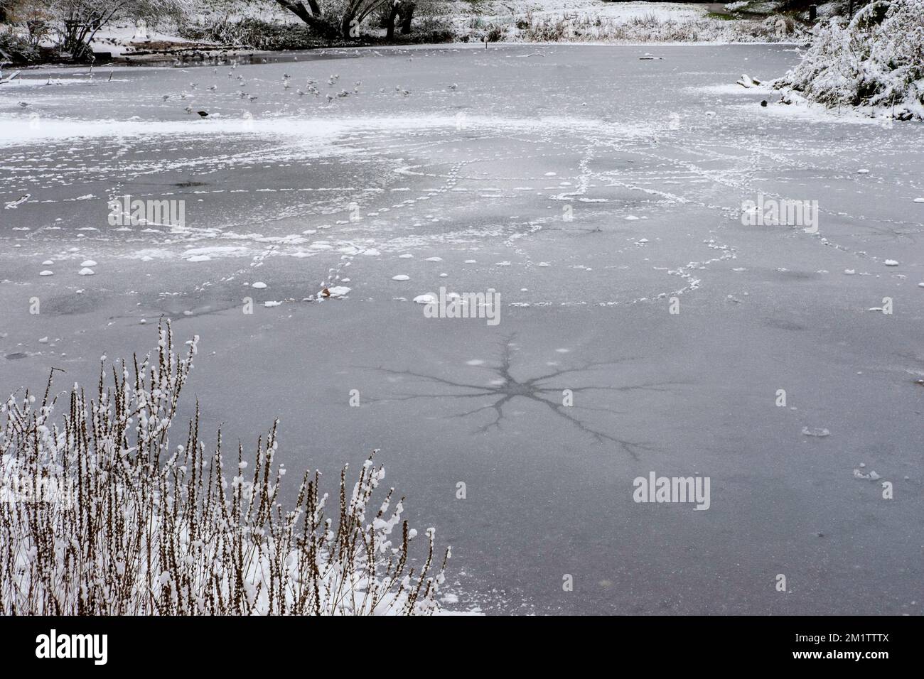 Thin ice pond hi-res stock photography and images - Alamy