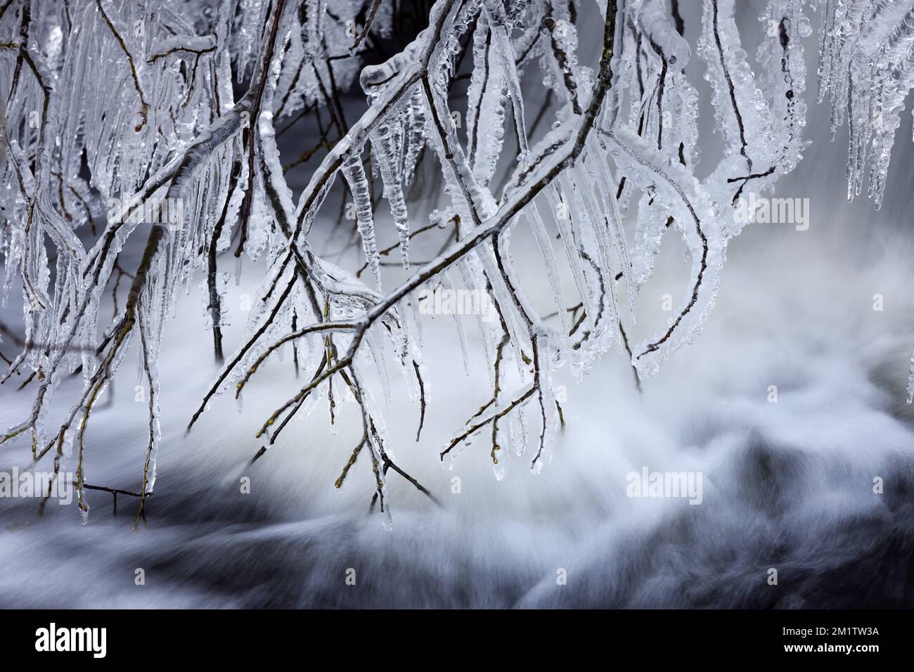 Ice Coating the Branches of a Tree next to a Waterfall, North Pennines ...