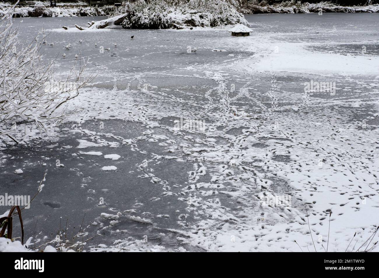 Thin ice on frozen pond. UK Stock Photo - Alamy