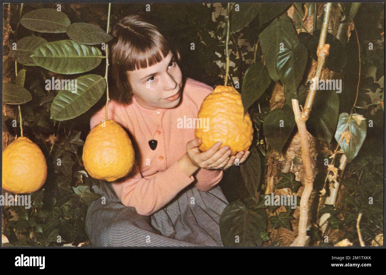 Beverly Gilman among the giant lemons in the tropical gardens at Lost ...