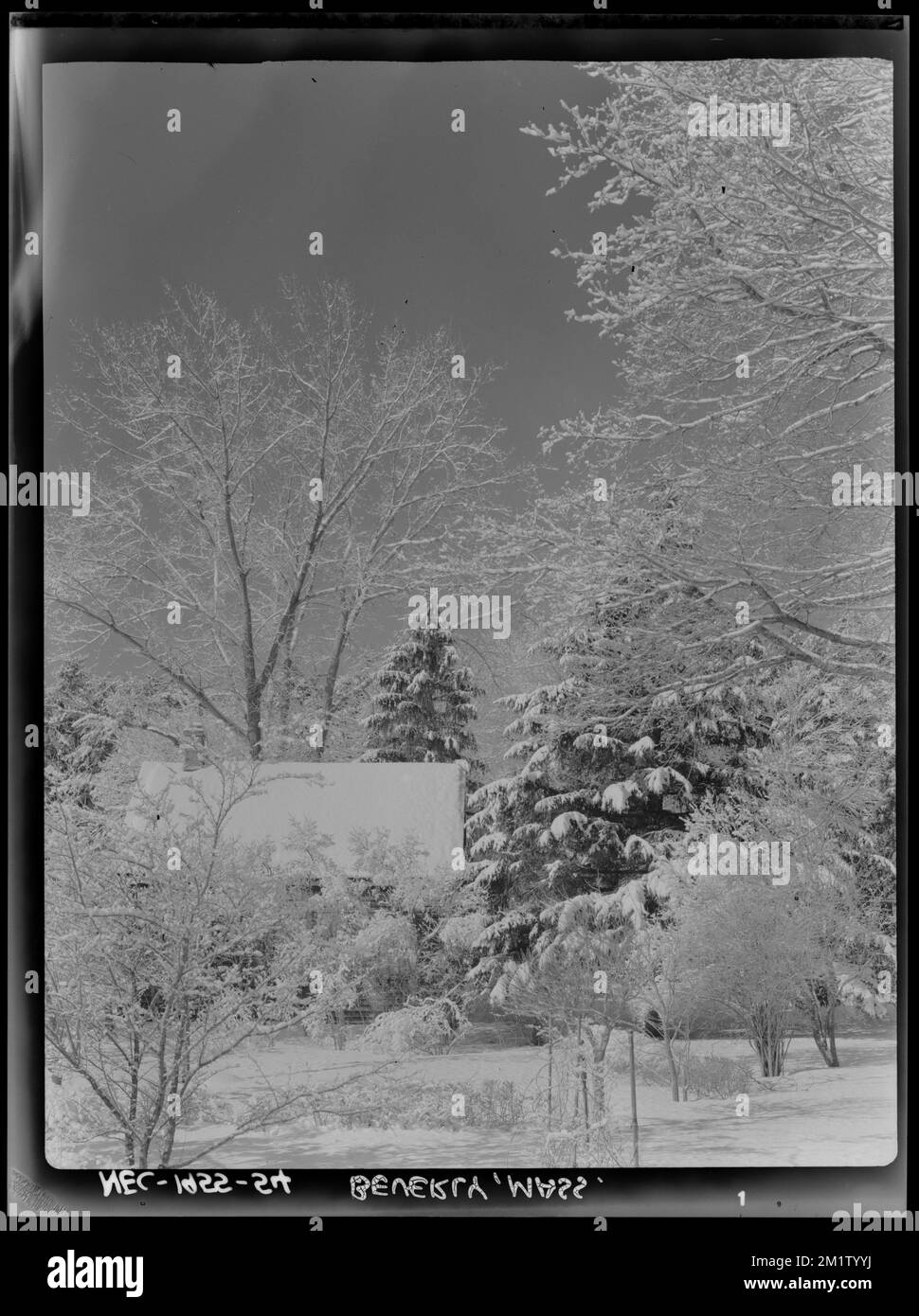 Beverly, snow , Trees, Snow. Samuel Chamberlain Photograph Negatives ...