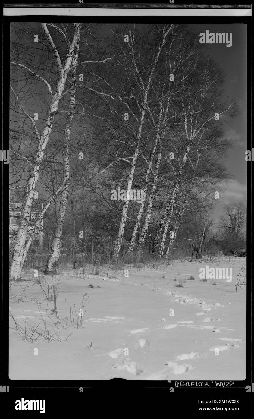 Beverly, trees , Trees. Samuel Chamberlain Photograph Negatives ...
